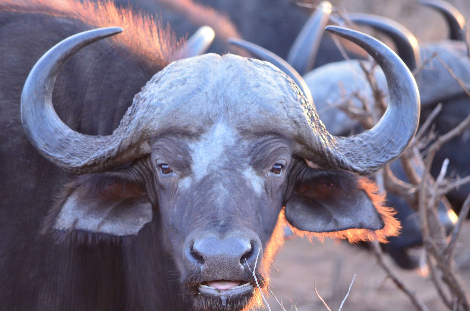 Buffalo sun behind - Home Of The Wild